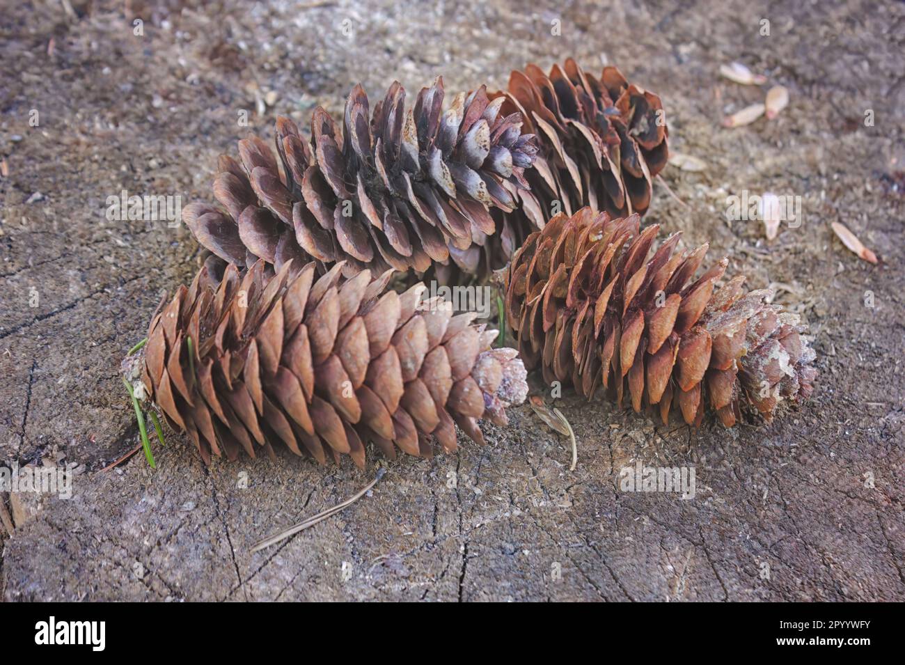 Old dried spruce cones and seeds spilled out of them on a stump Stock ...