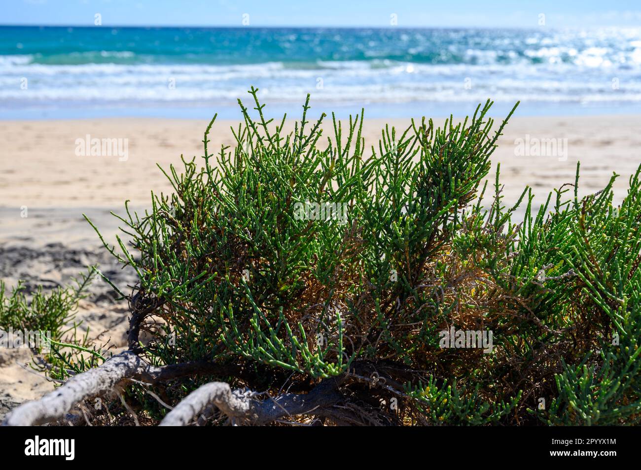 Salicornia edible plants growing in salt marshes, beaches, named also ...