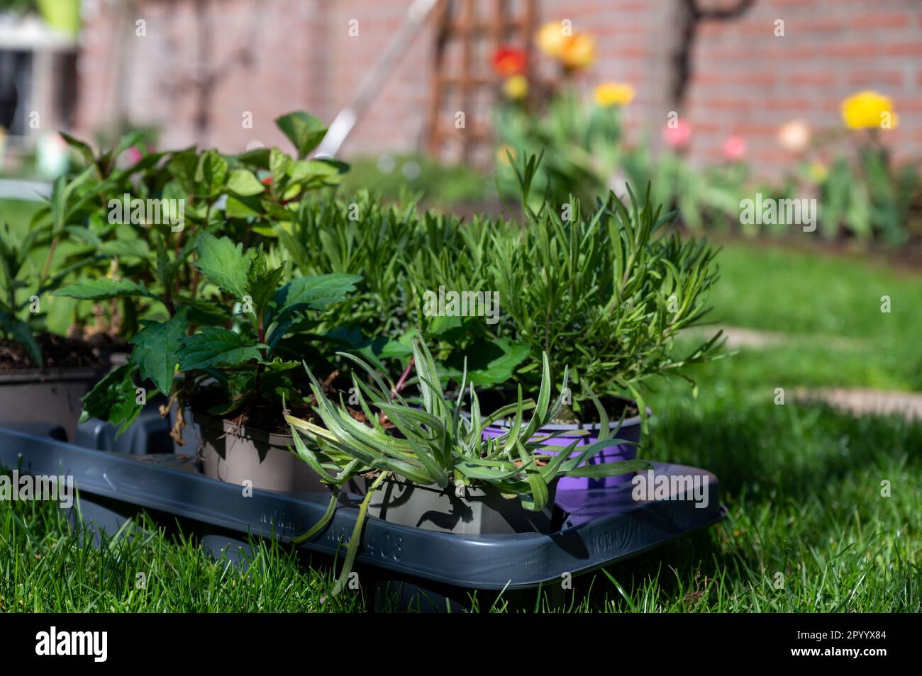 Spring garden reconstruction works in progress, new decorative and ...