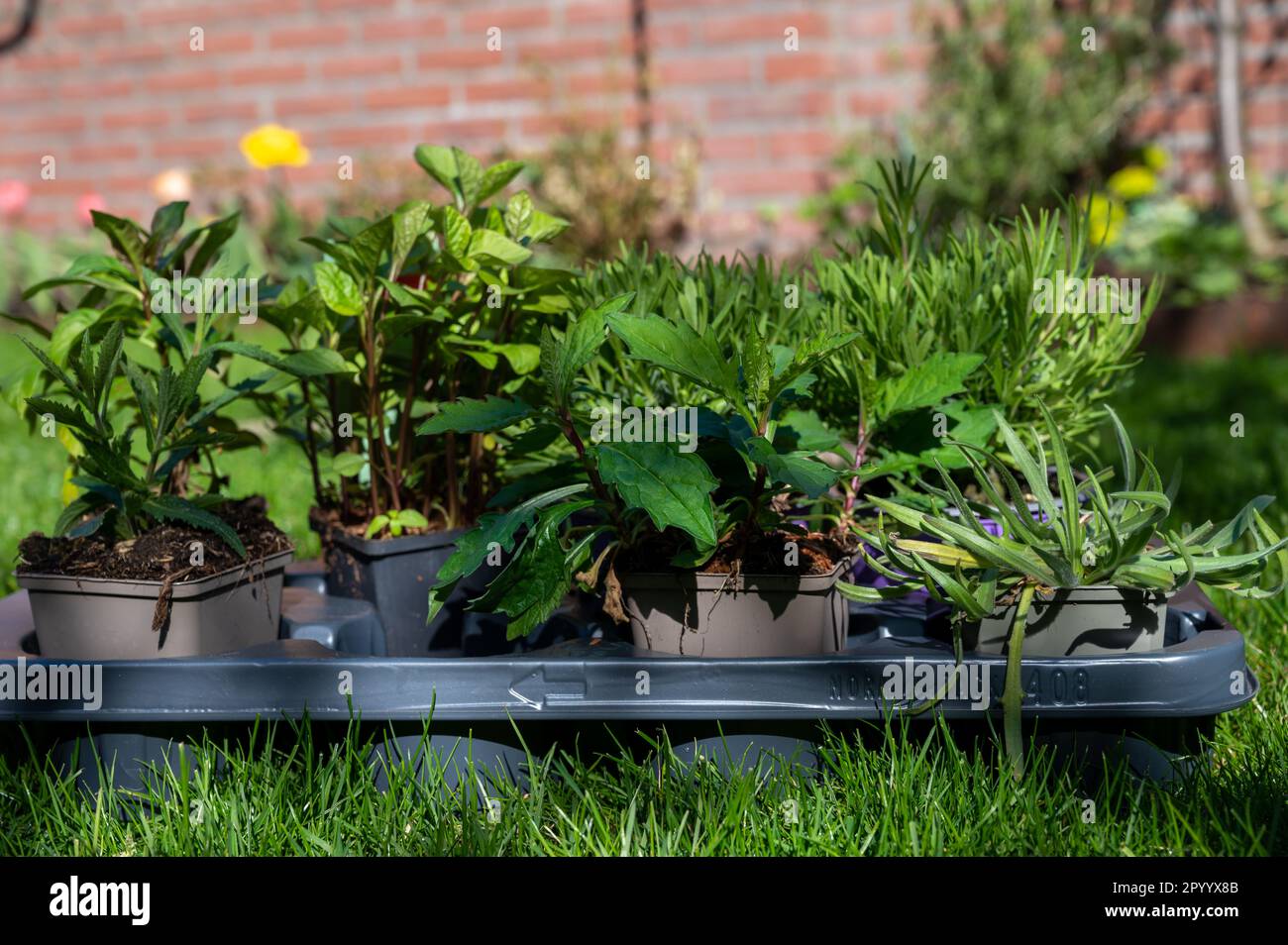 Spring garden reconstruction works in progress, new decorative and ...