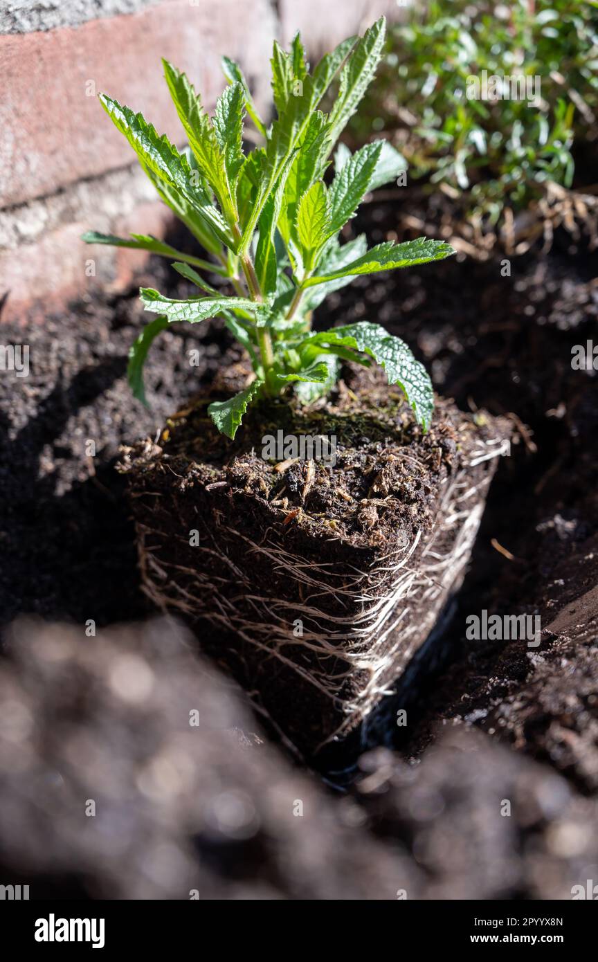 Spring garden reconstruction works in progress, new decorative and ...