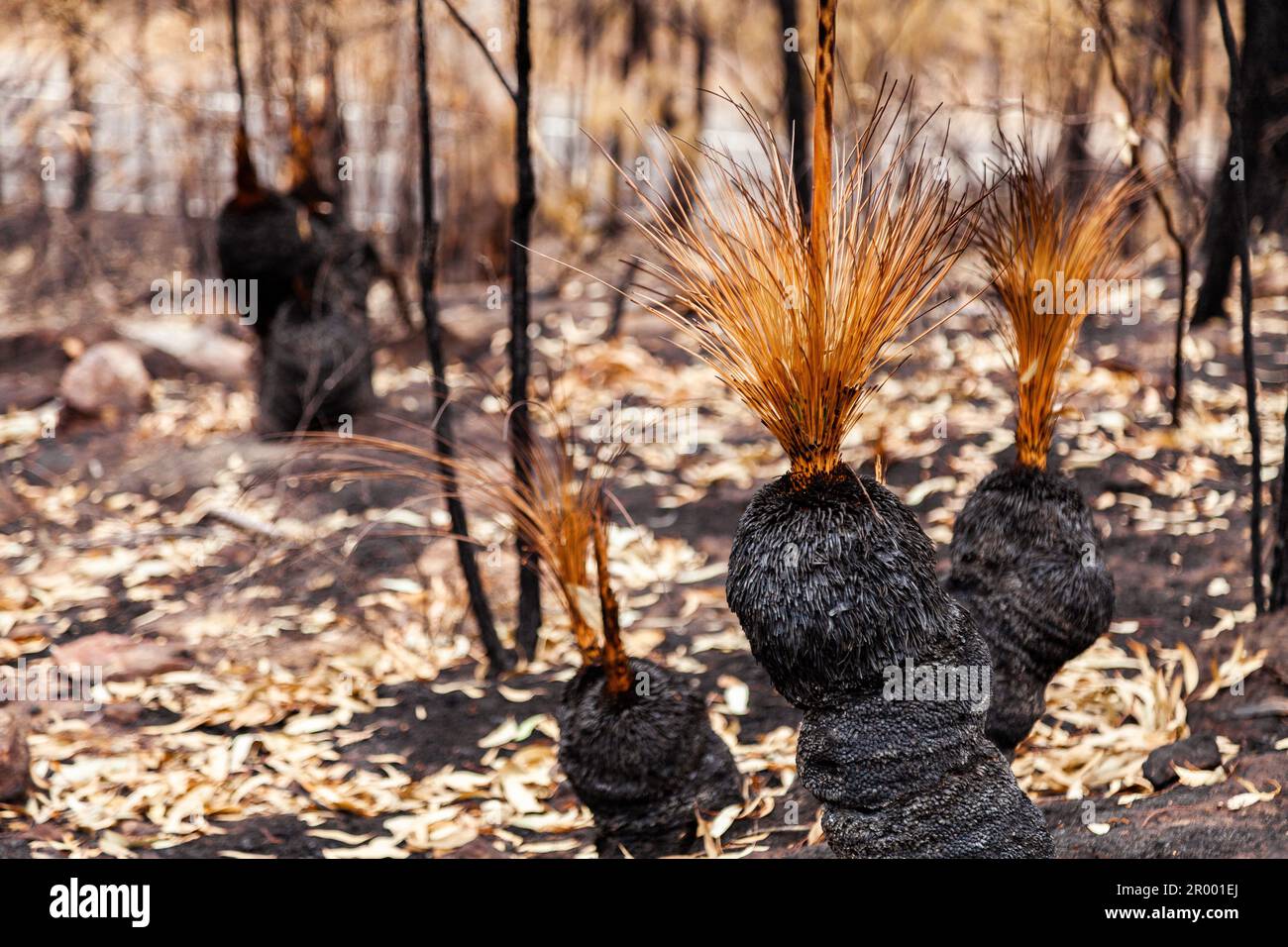 Australian native bushland plants hi-res stock photography and images ...