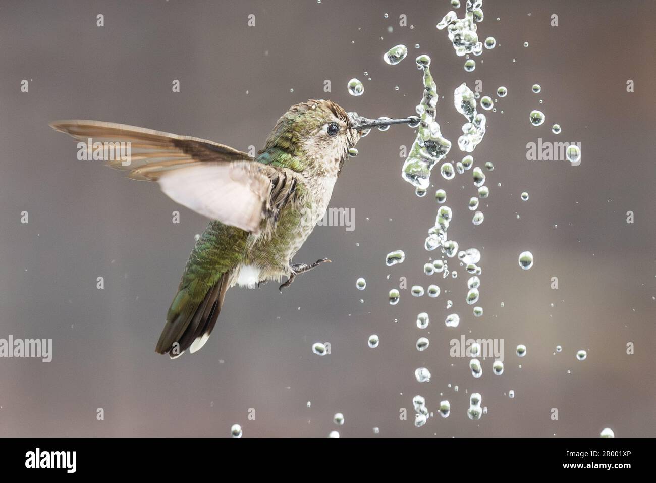 Beautiful Immature Male Anna's Hummingbird Enjoying The Water Fountain ...