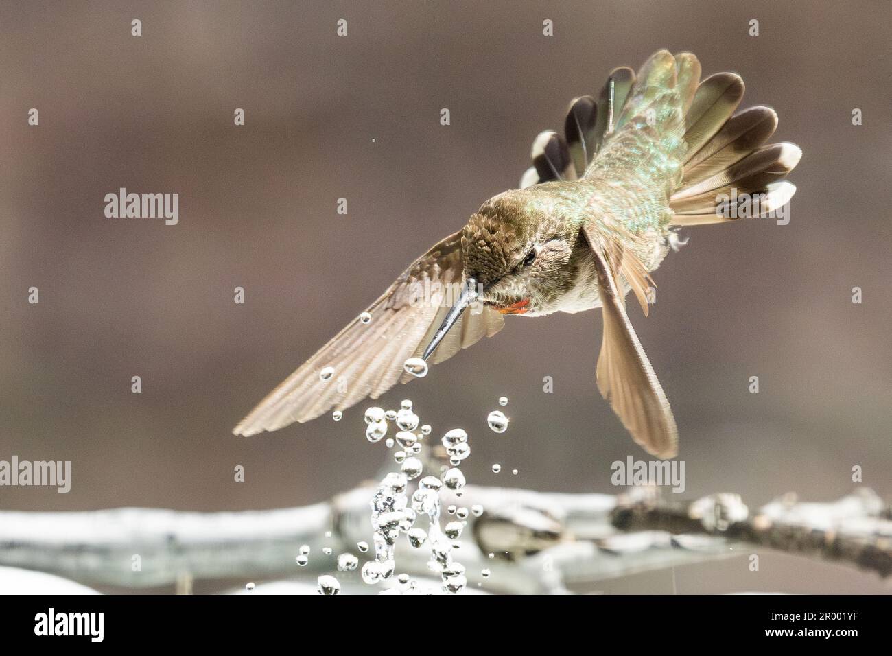 Beautiful Immature Male Anna's Hummingbird Enjoying The Water Fountain ...
