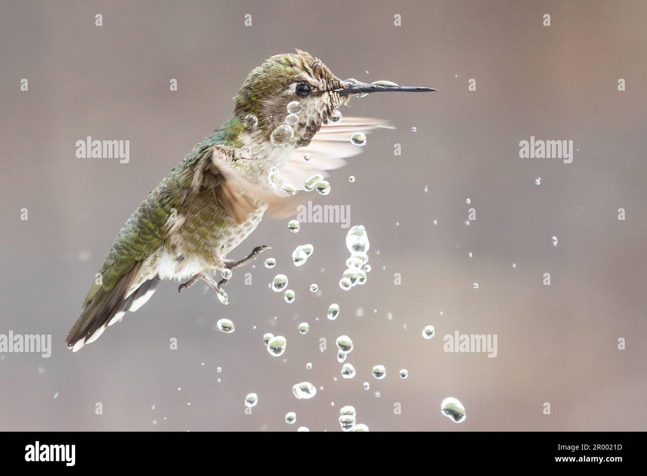Beautiful Immature Male Anna's Hummingbird Enjoying The Water Fountain ...