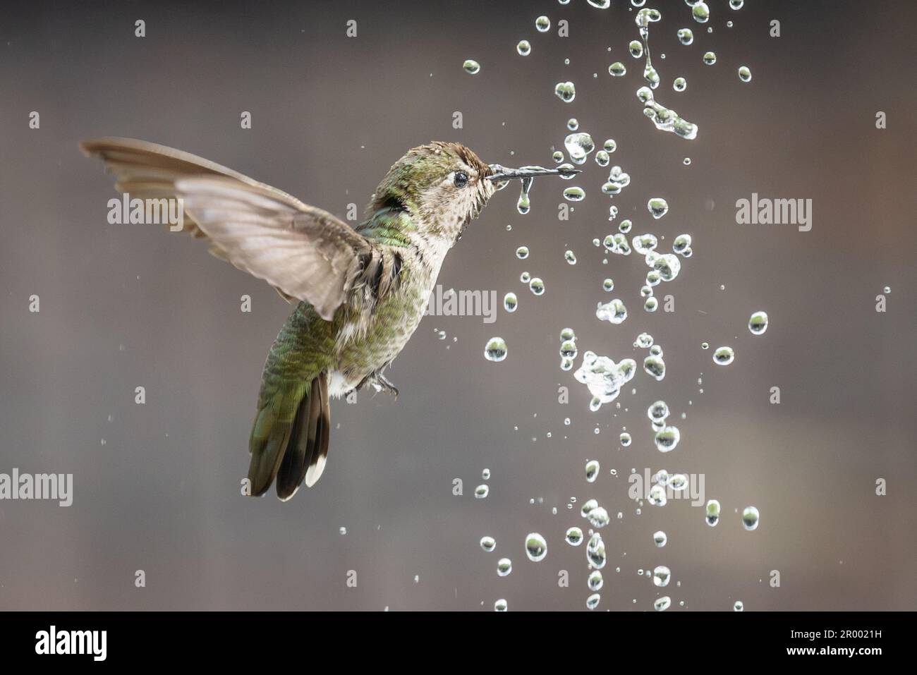 Beautiful Immature Male Anna's Hummingbird Enjoying The Water Fountain ...