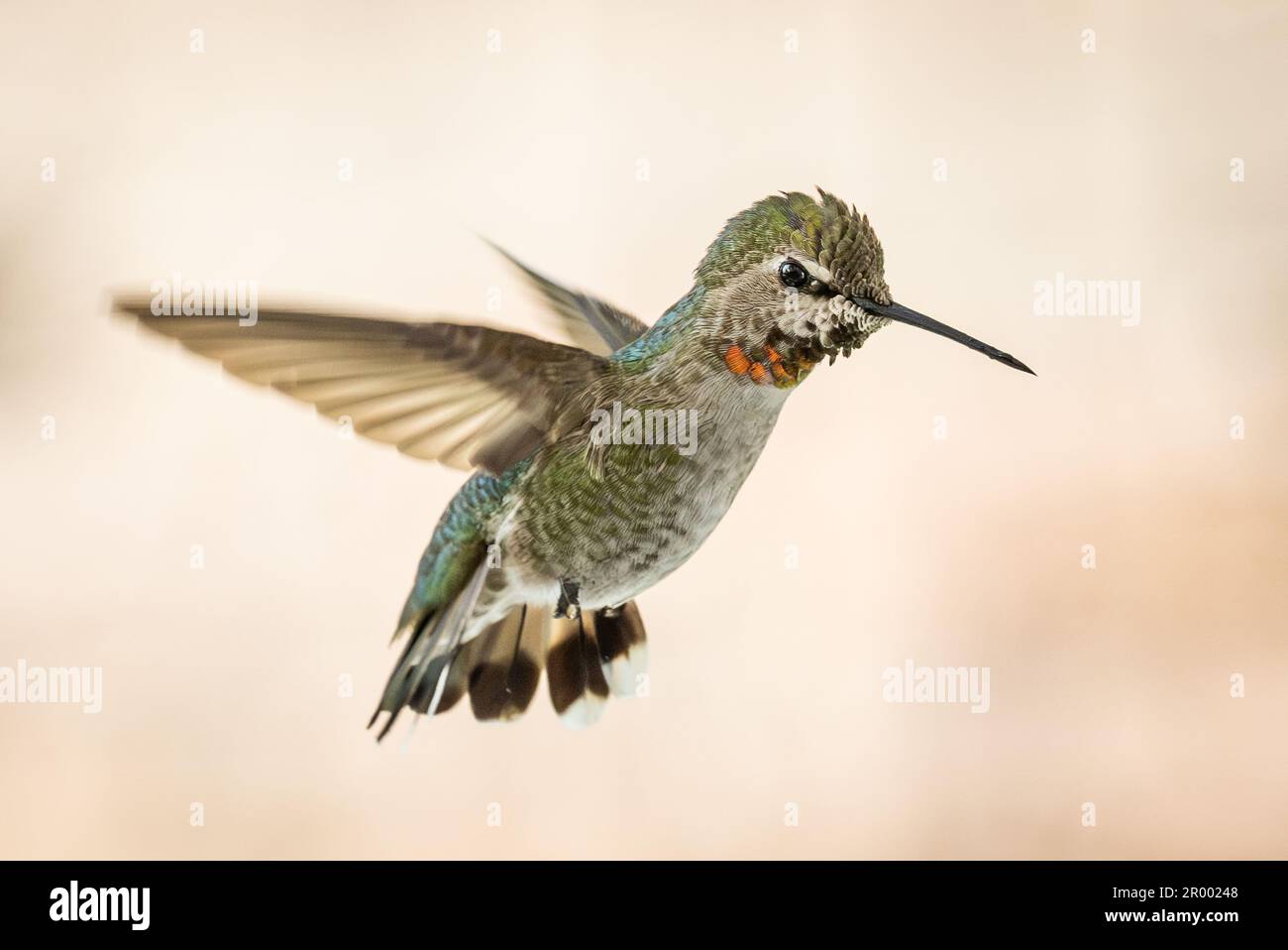 Beautiful Immature Male Anna's Hummingbird In Flight Stock Photo - Alamy