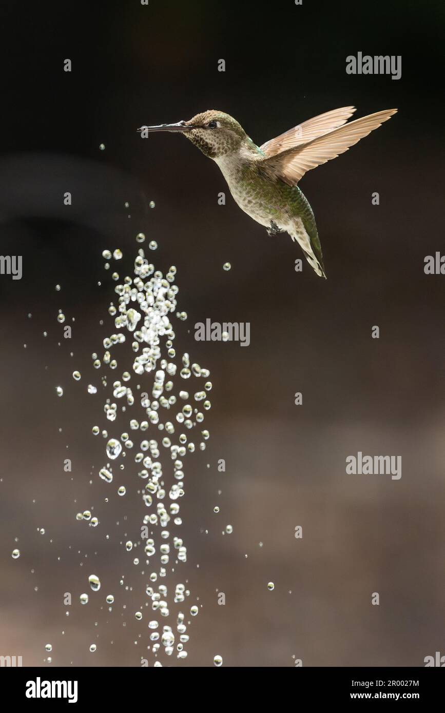 Beautiful Immature Male Anna's Hummingbird Enjoying The Water Fountain ...