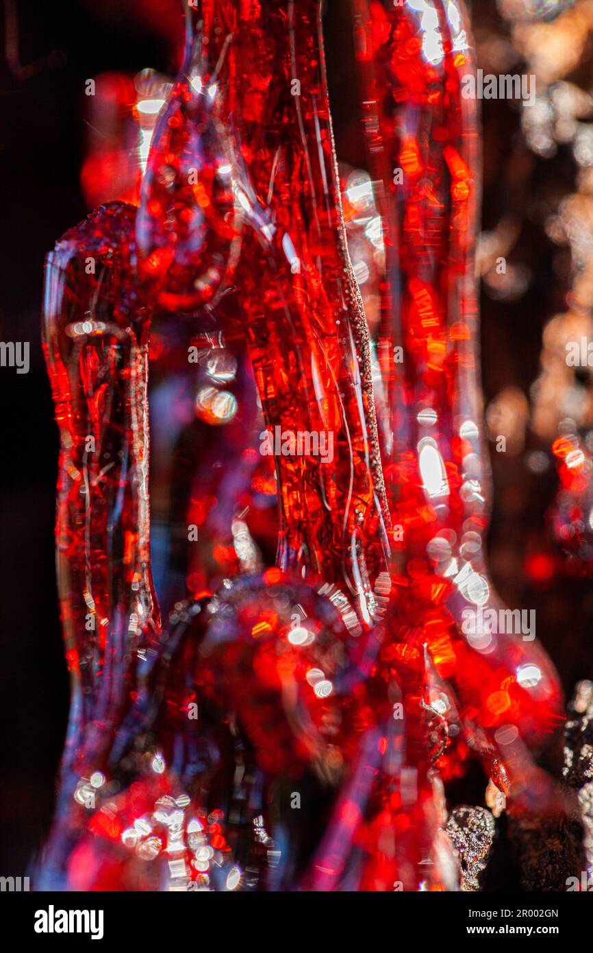 Close up tree sap hi-res stock photography and images - Alamy