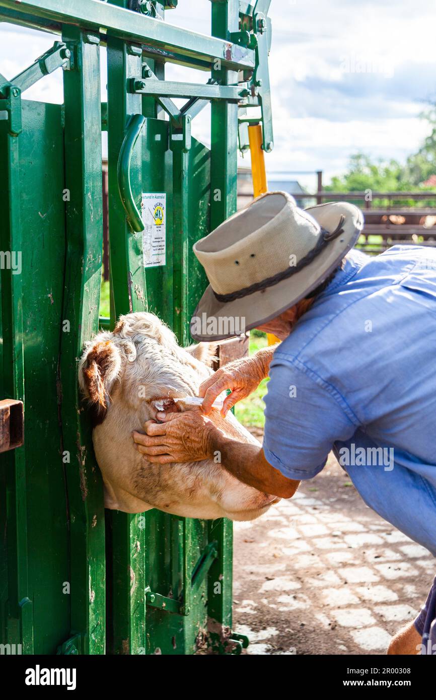 Cattle treatment hi-res stock photography and images - Alamy