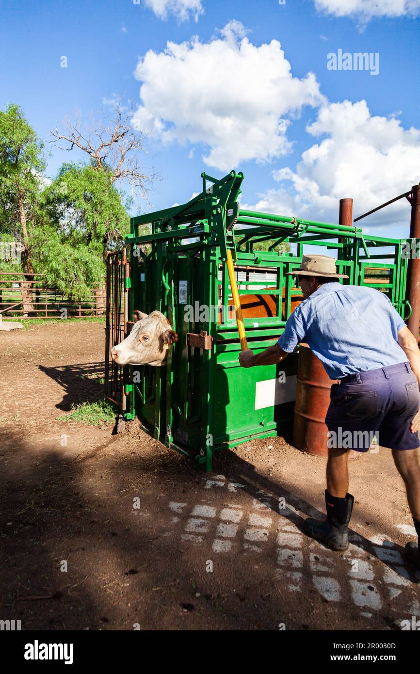 Australian farmer with cow in cattle crush to treat pink eye Stock ...