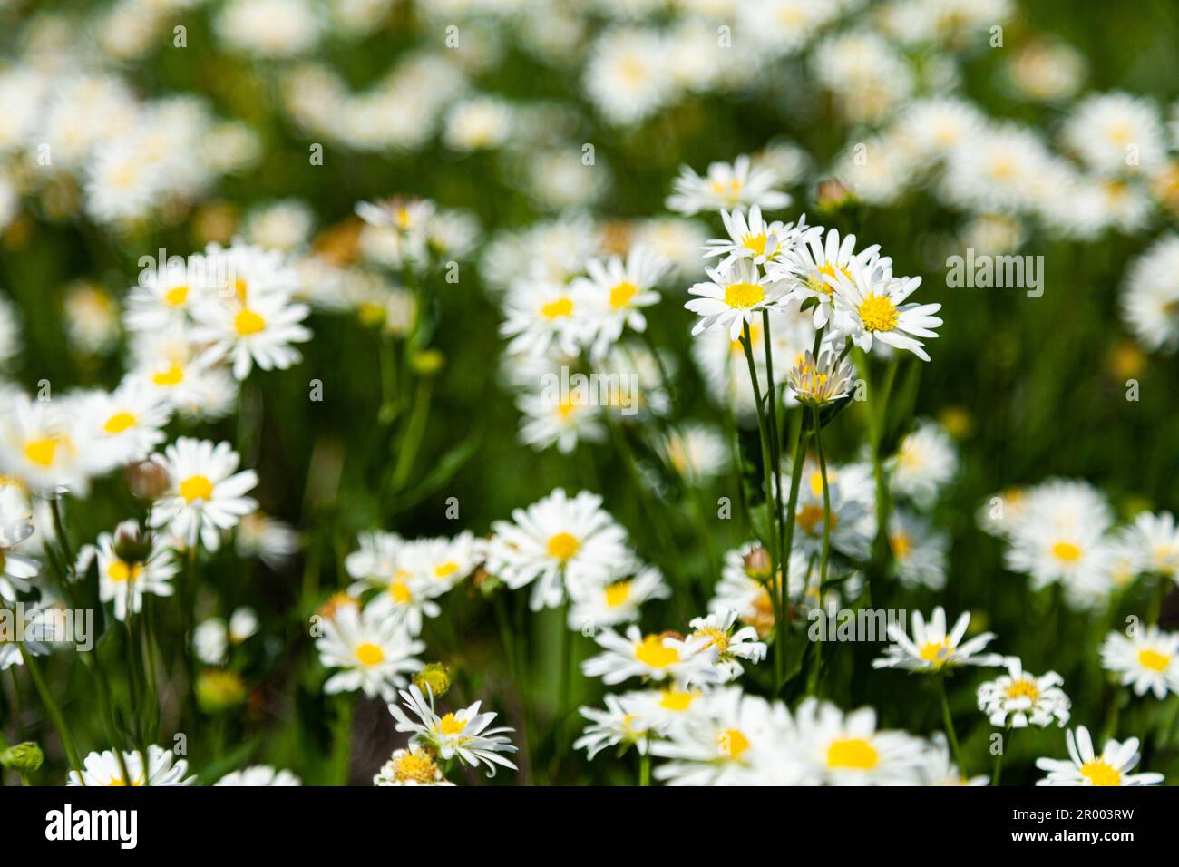 Small white daisy flowers hi-res stock photography and images - Alamy