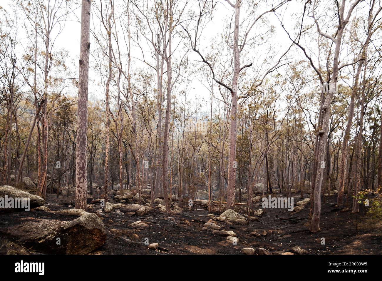 Backburning in forest hi-res stock photography and images - Alamy