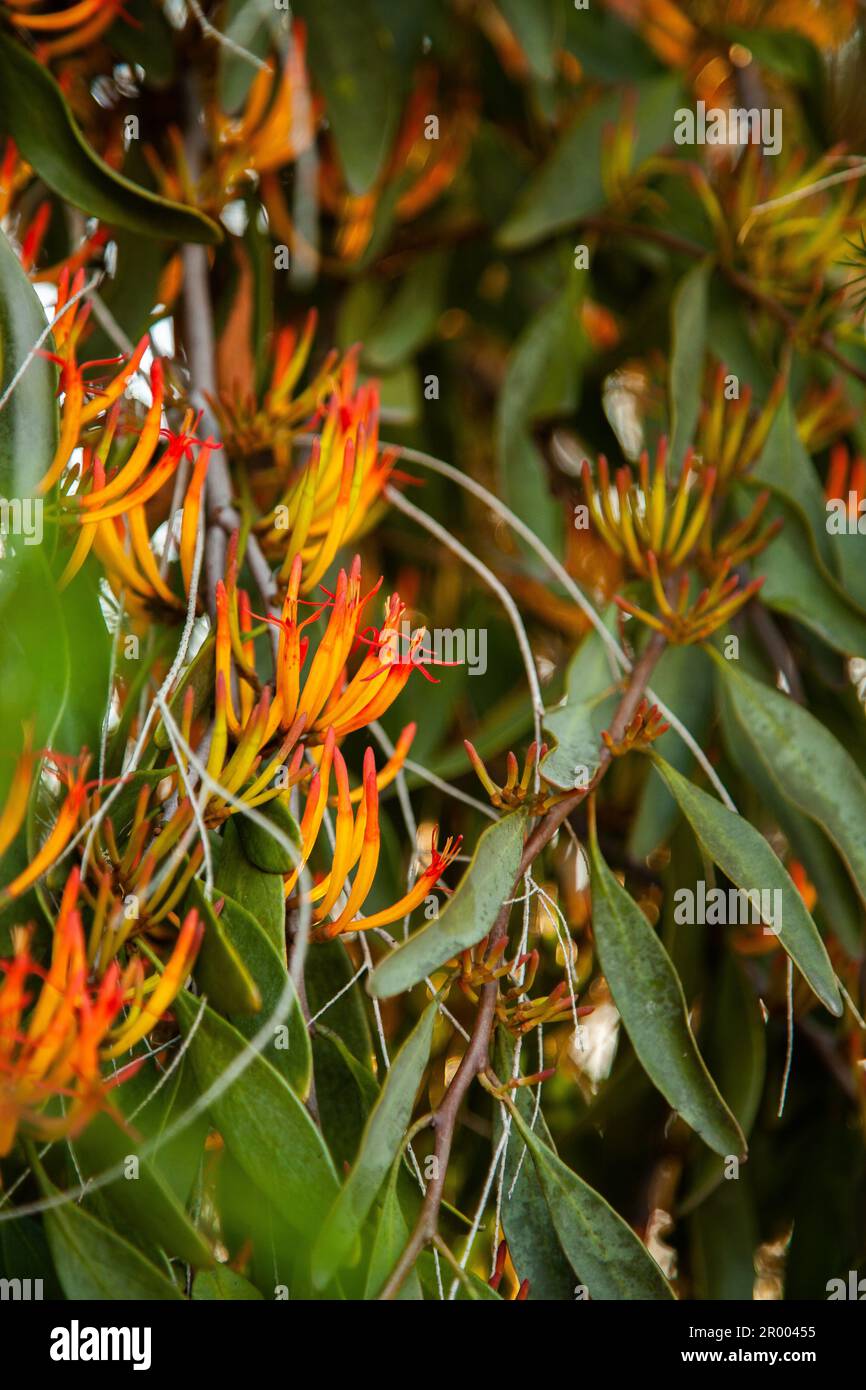Australian native plants flowering hi-res stock photography and images ...