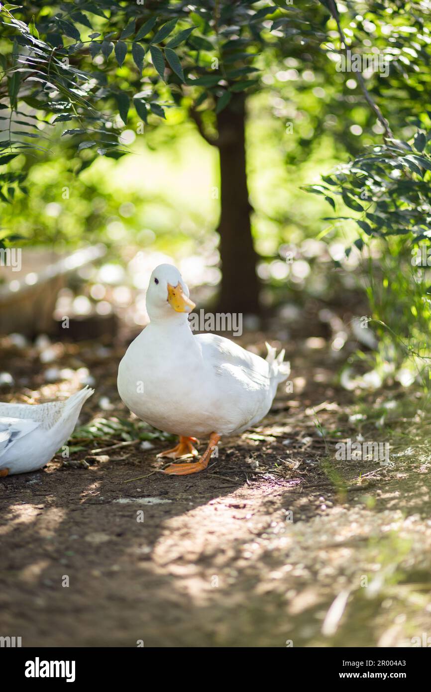 white duck standing in dappled light under tree Stock Photo - Alamy