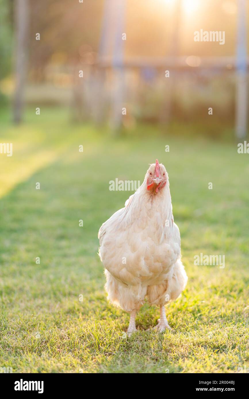 White chicken hen standing in green backyard Stock Photo - Alamy