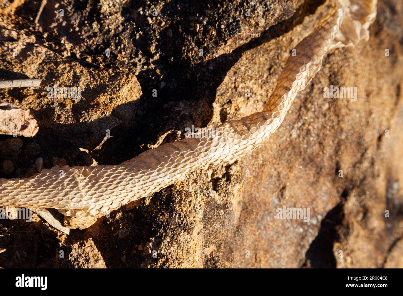 Snake shedding skin australian hi-res stock photography and images - Alamy