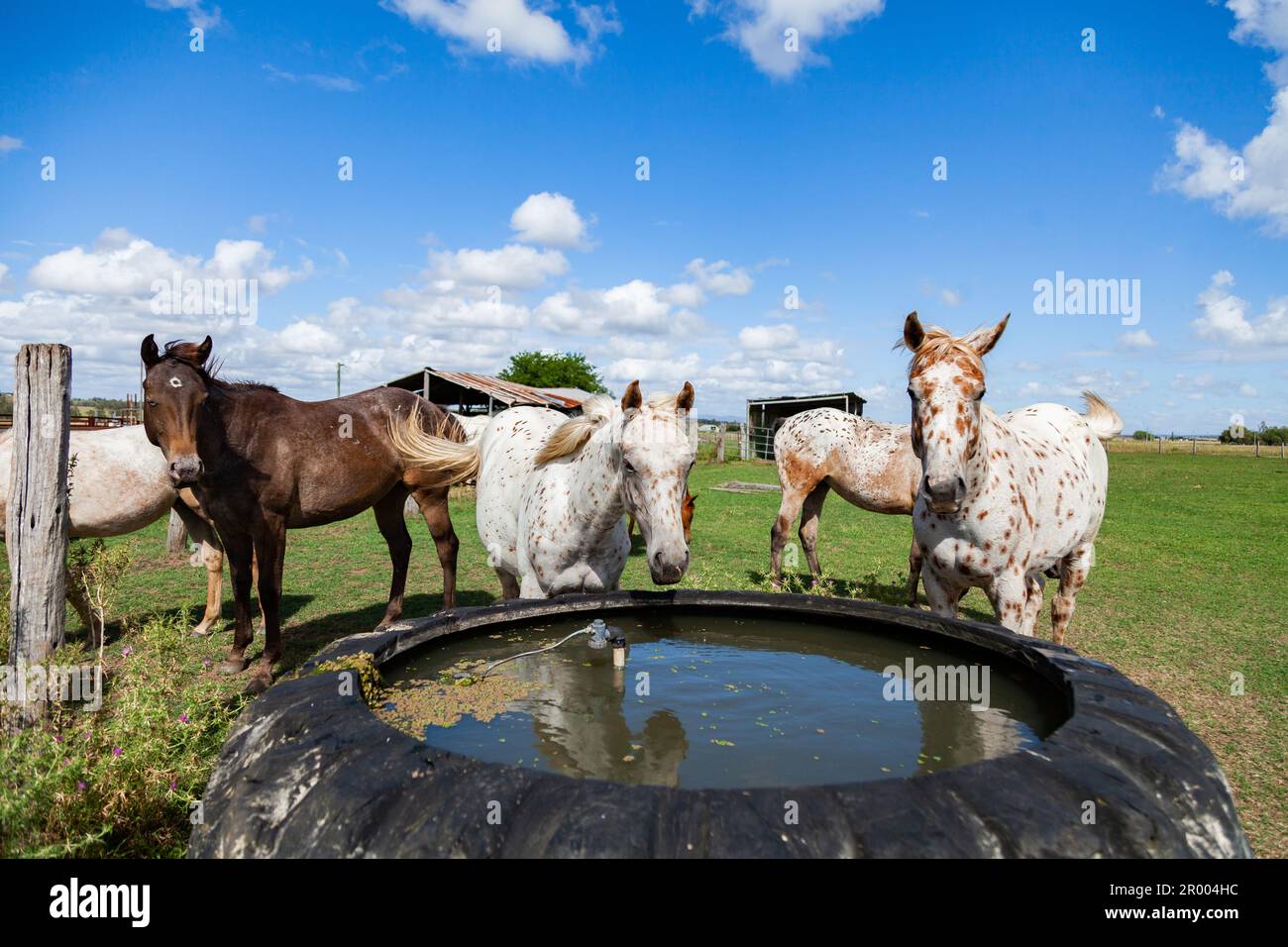 Stock Water Troughs Australia at Hunter Berry blog