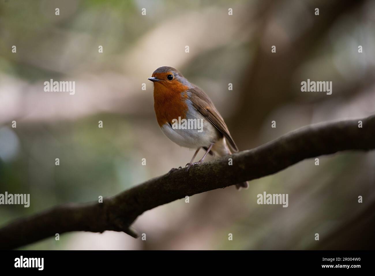 Close up beautiful robin hi-res stock photography and images - Alamy