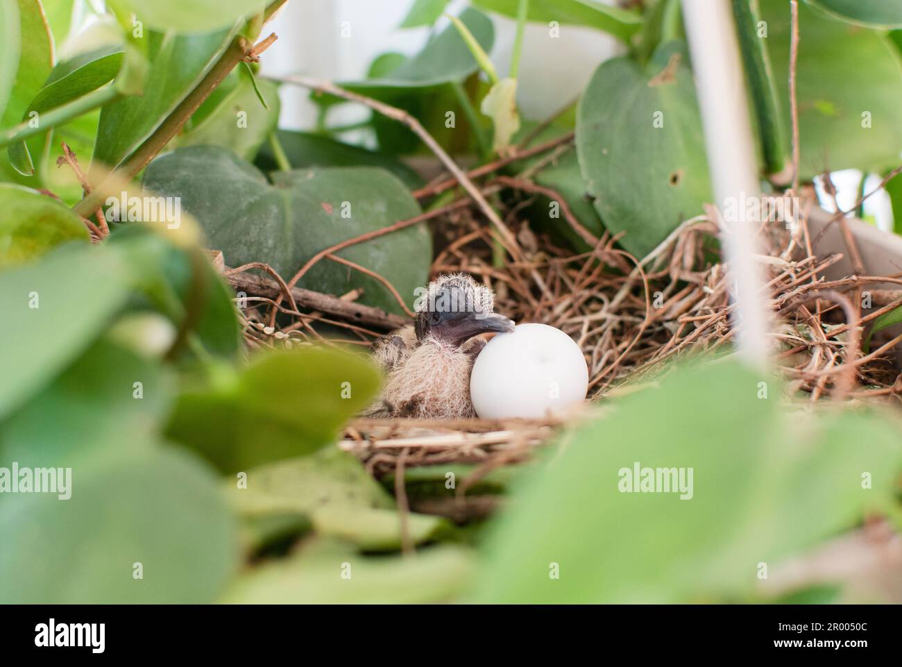 just born Little baby bird of Mourning Dove leaning to the egg in a ...