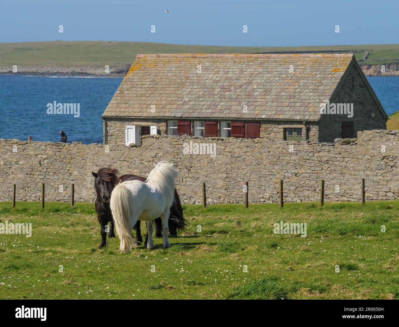 Two beautiful ponies standing in a lush green field near a small stone ...