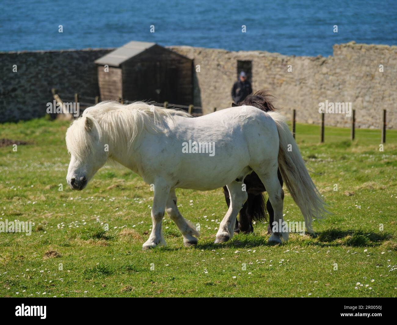 Distant ponies hi-res stock photography and images - Alamy