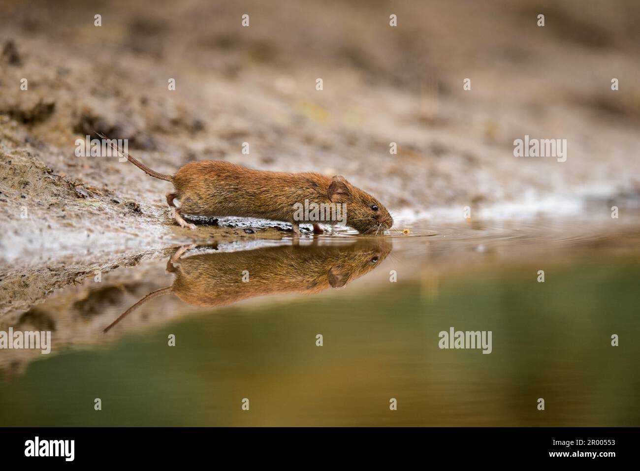 A close-up of a mouse taking a refreshing drink of water from a small ...