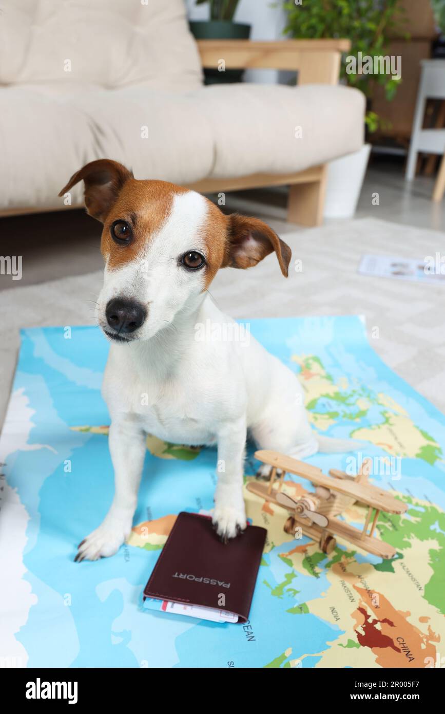 Dog, toy plane and passport on world map at home. Travel with pet ...