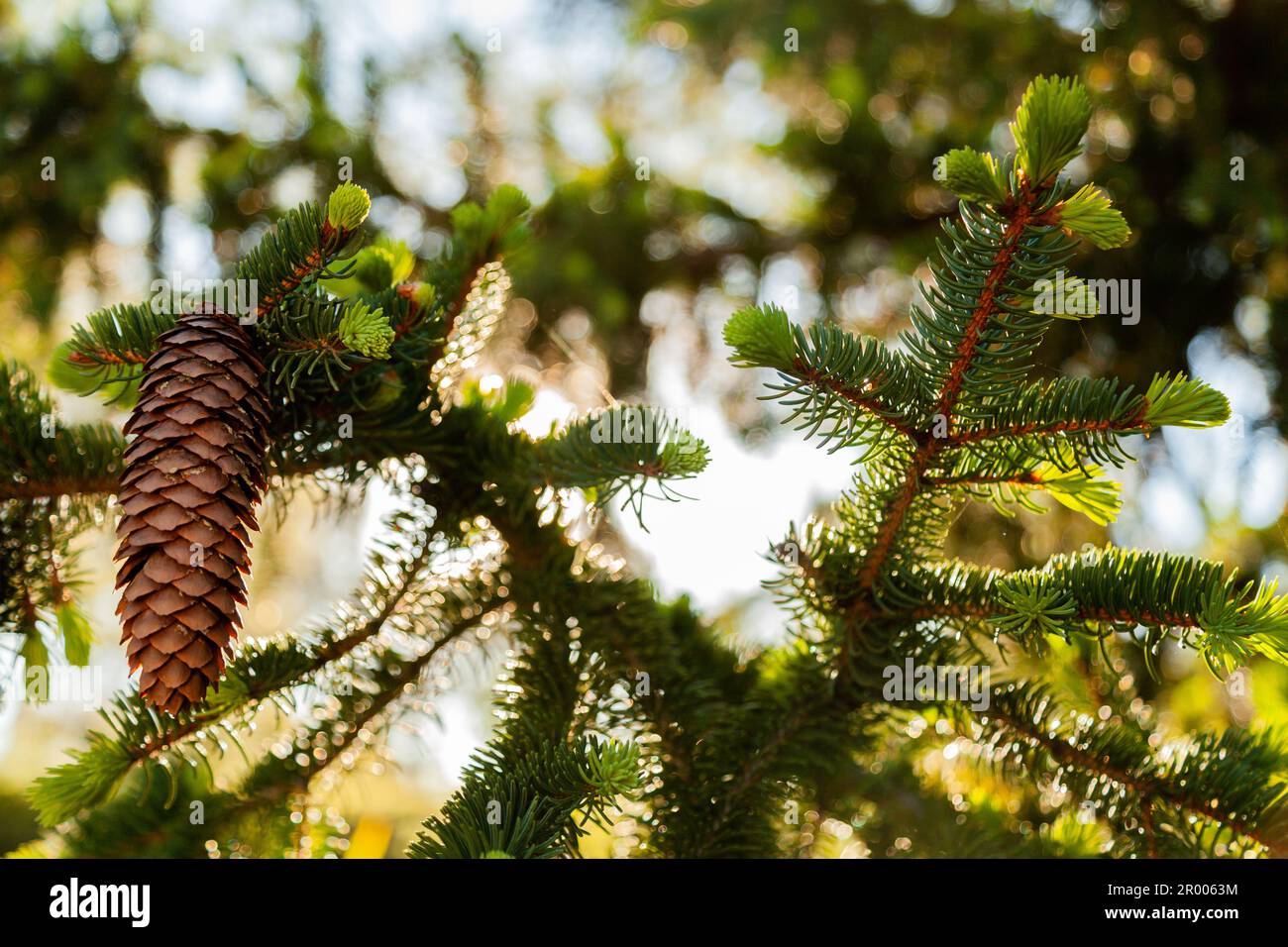 Pine cone on green tree with sun flare and bokeh light Stock Photo - Alamy