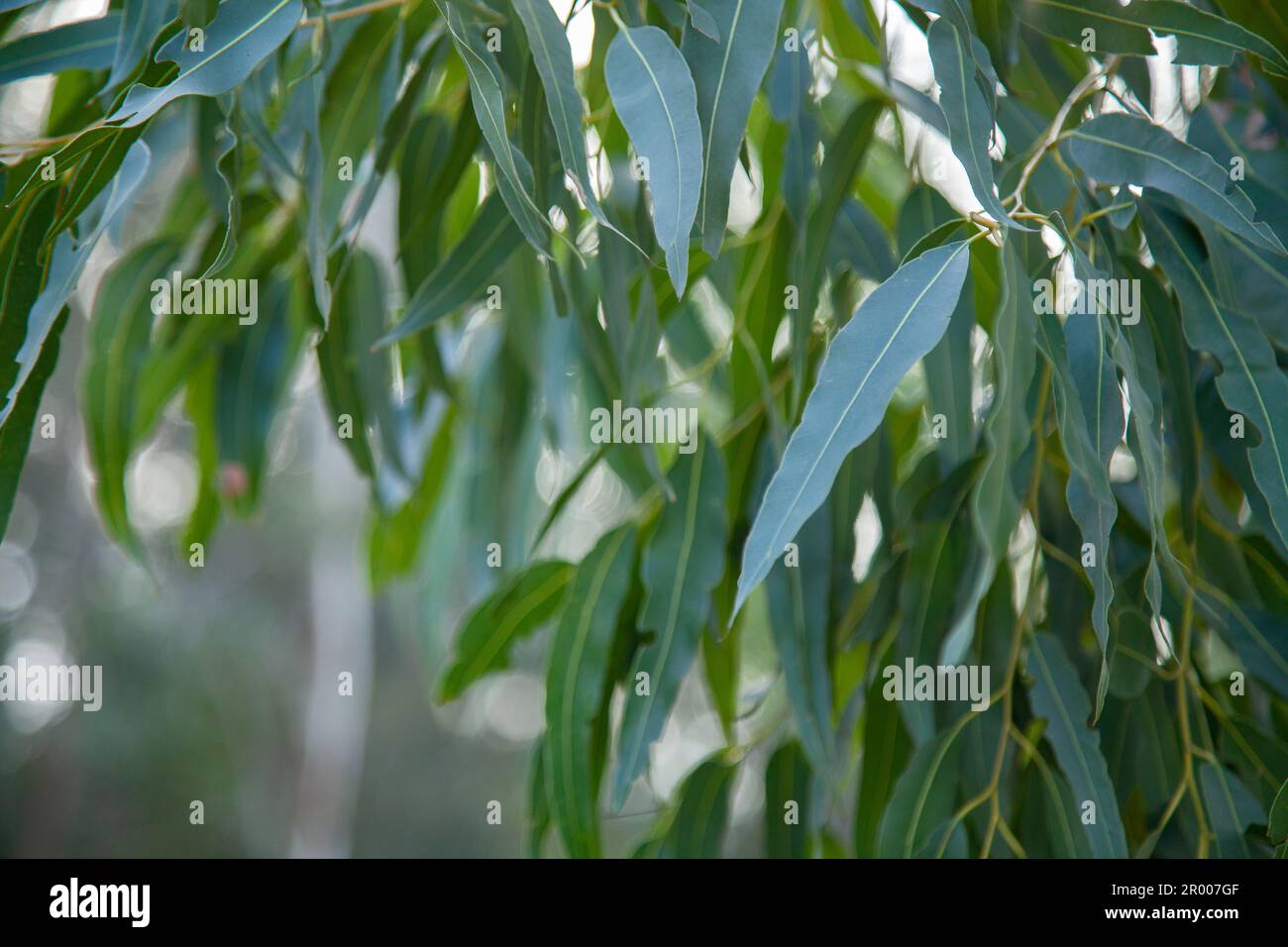 Australian gum tree leaves hi-res stock photography and images - Alamy