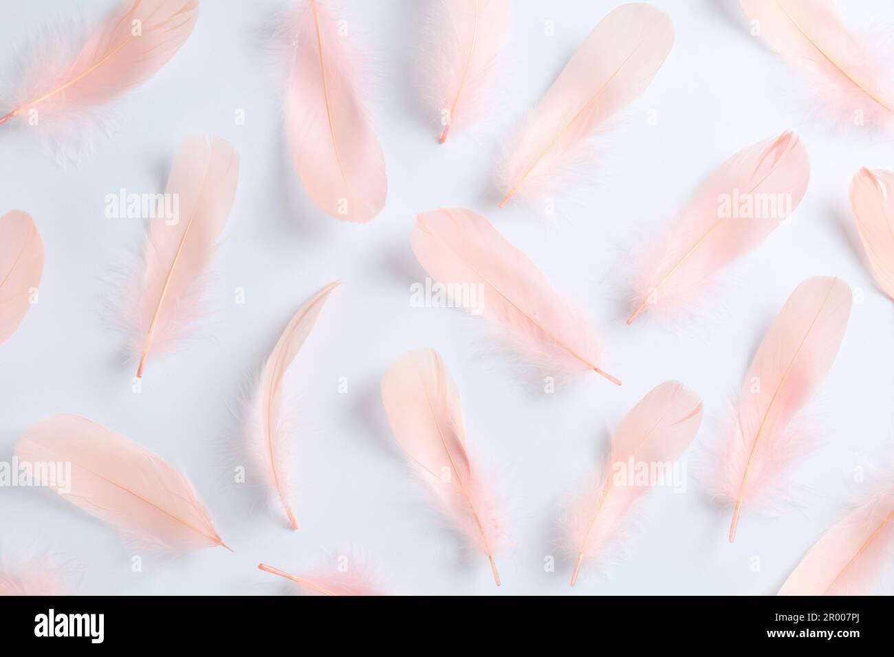 Light pink feathers hi-res stock photography and images - Alamy