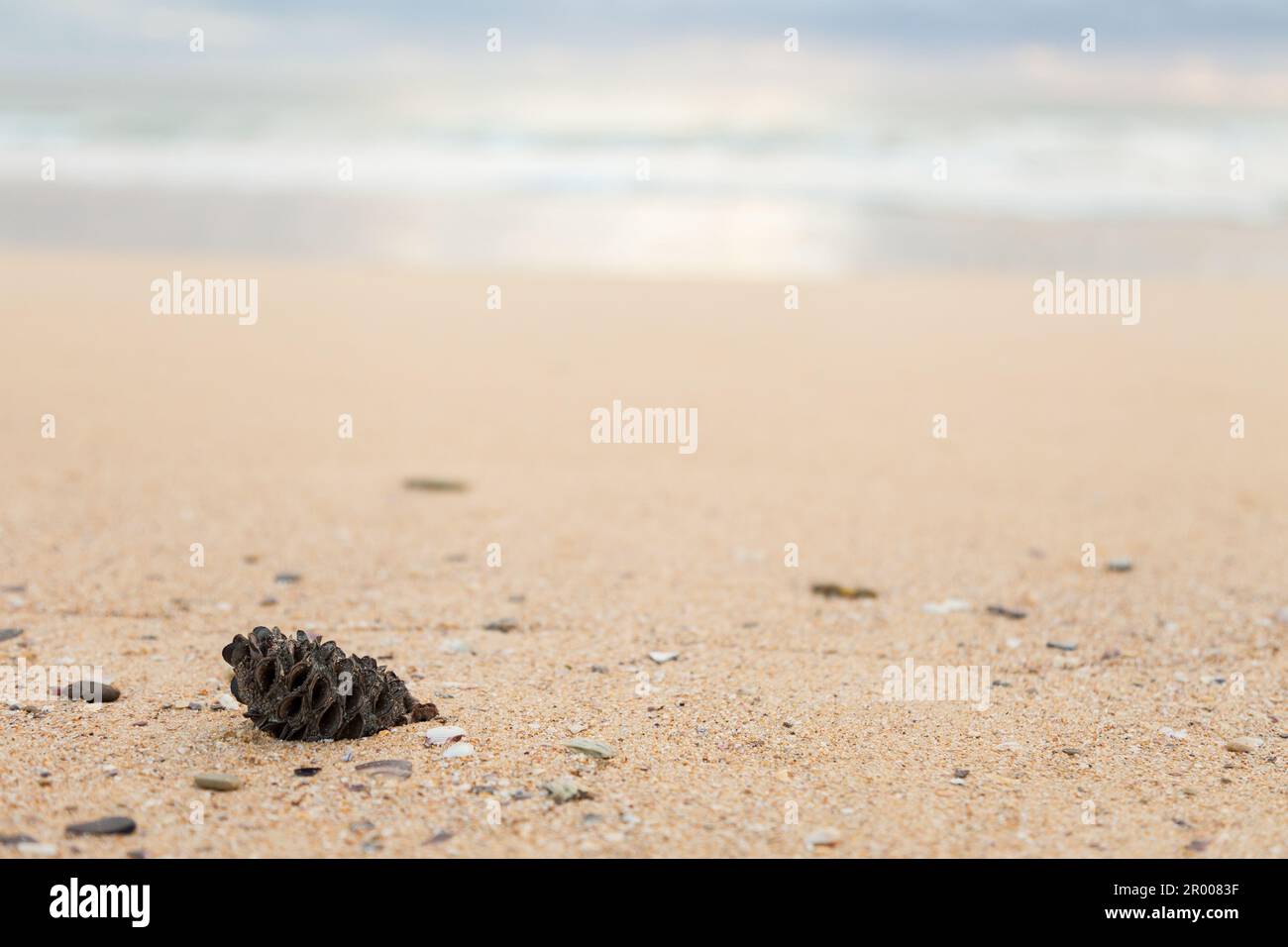 Seaside banksia hi-res stock photography and images - Alamy
