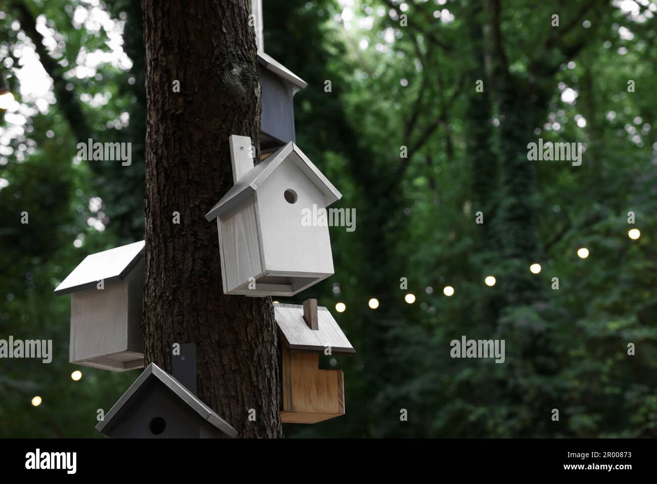 Beautiful wooden birdhouses hanging on tree trunk in forest, space for ...