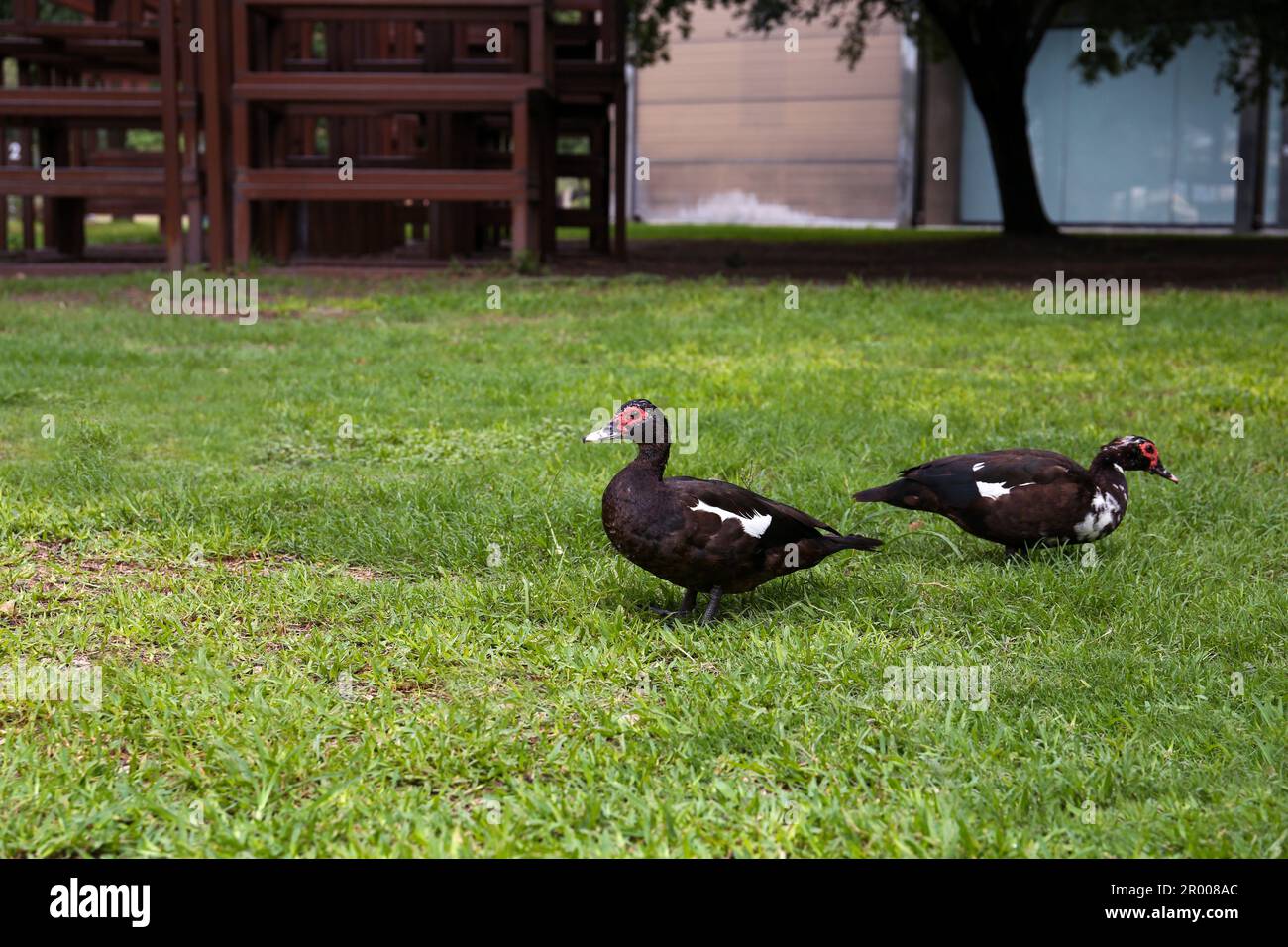 Beautiful ducks on green lawn hi-res stock photography and images - Alamy