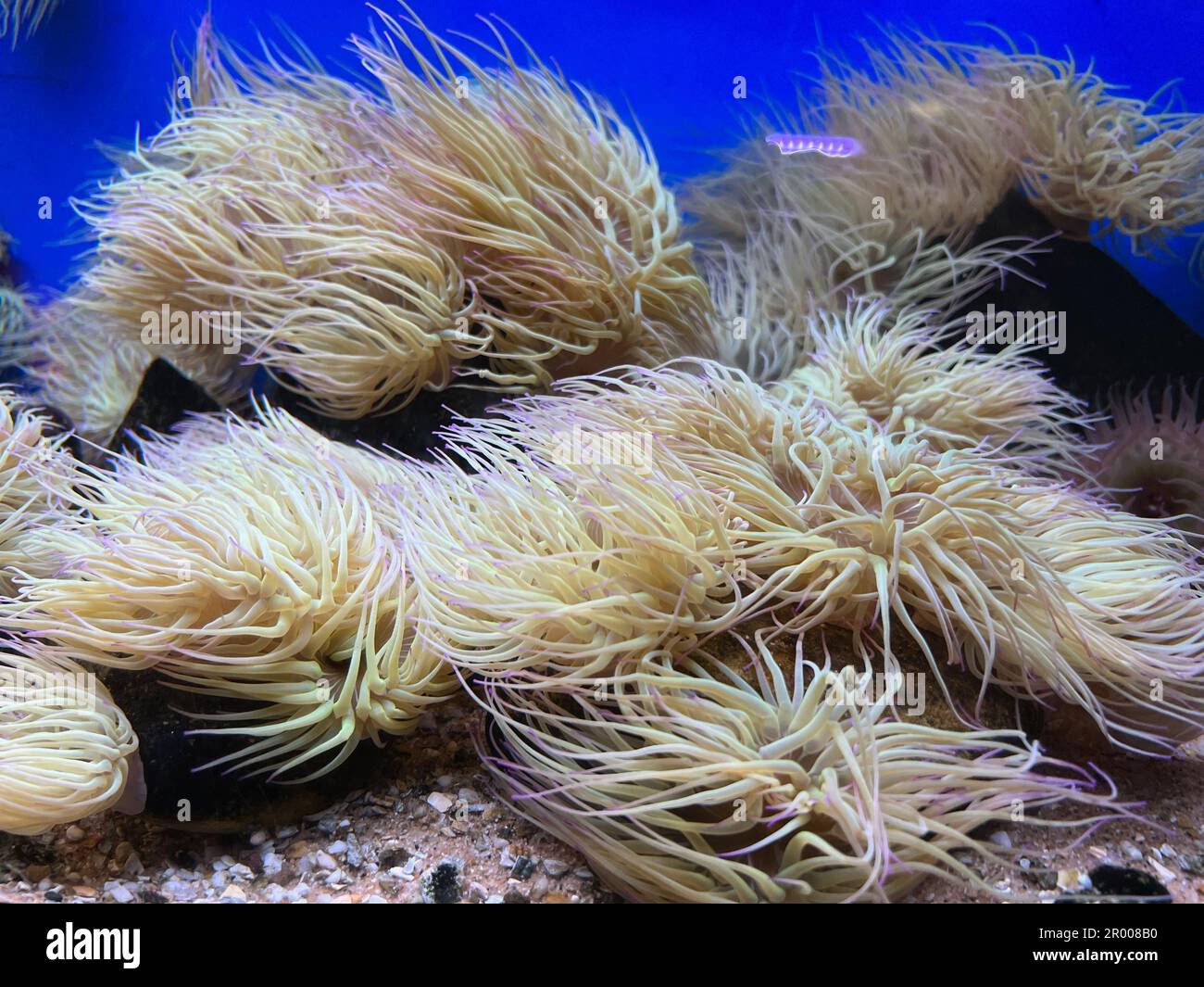 Beautiful anemones in park hi-res stock photography and images - Alamy