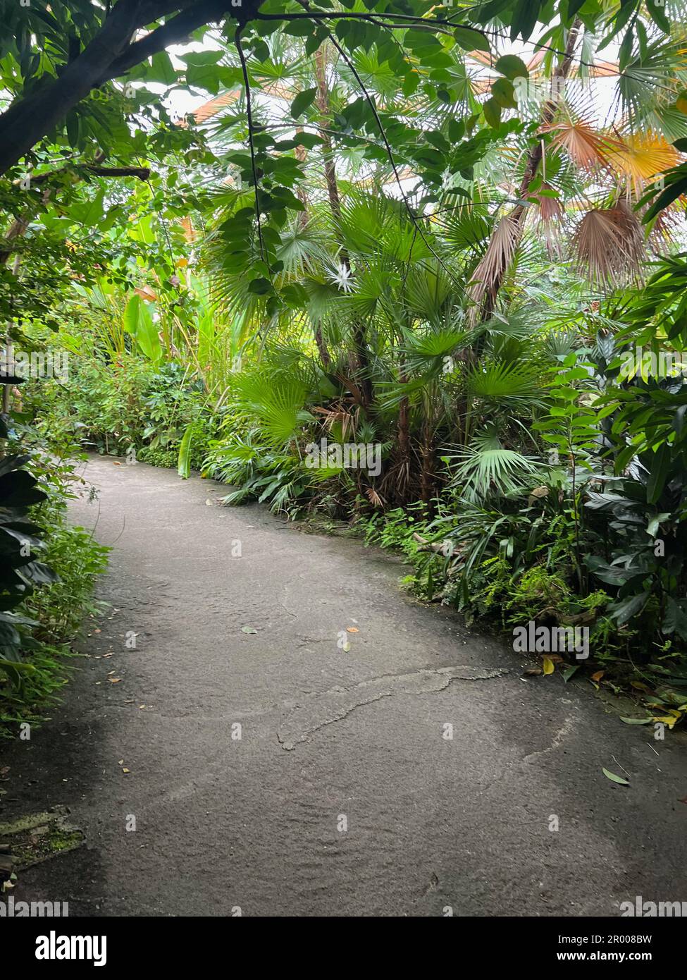 Many different tropical plants and path in greenhouse Stock Photo - Alamy