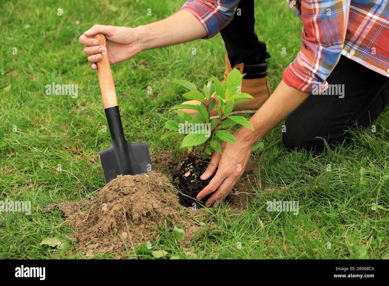 Man planting young green tree in garden, closeup Stock Photo - Alamy