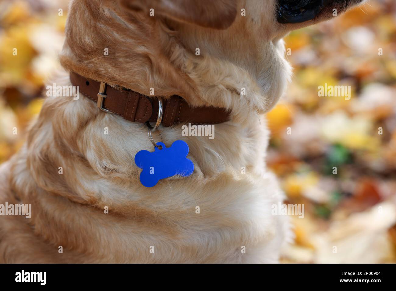 Dog in collar with metal tag outdoors, closeup Stock Photo - Alamy