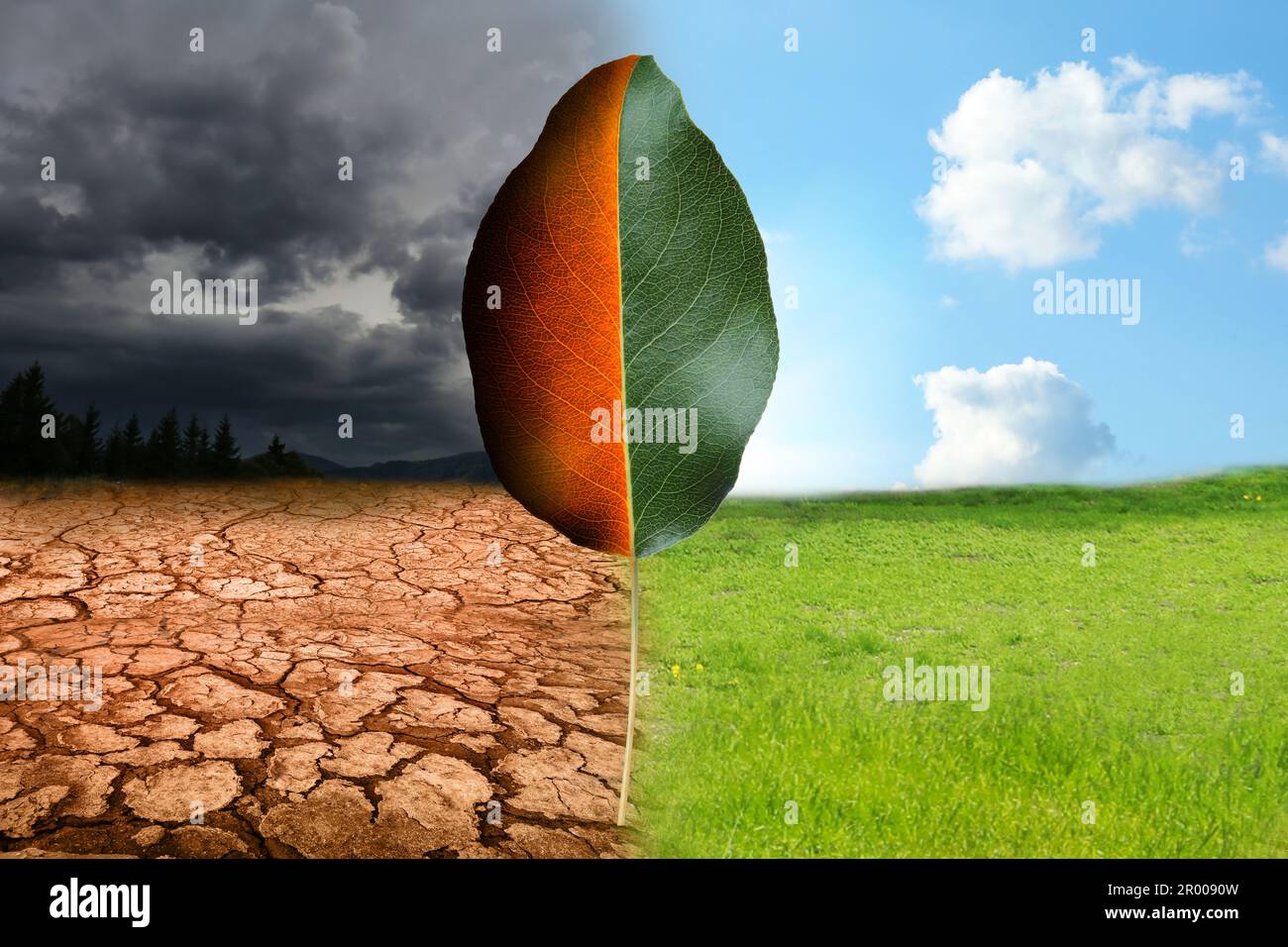 Half dead and alive leaf outdoors. Conceptual photo depicting Earth ...