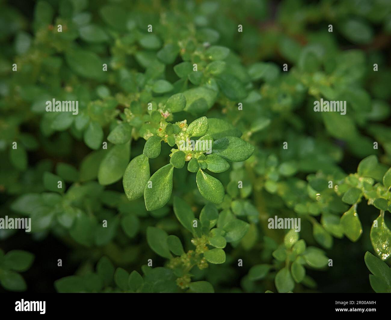 Closeup very tiny green leaves of small tropical natural growing plant ...
