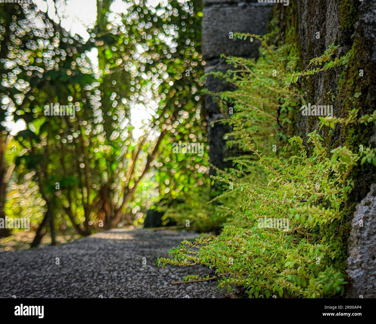 Closeup very tiny green leaves of small tropical natural growing plant ...