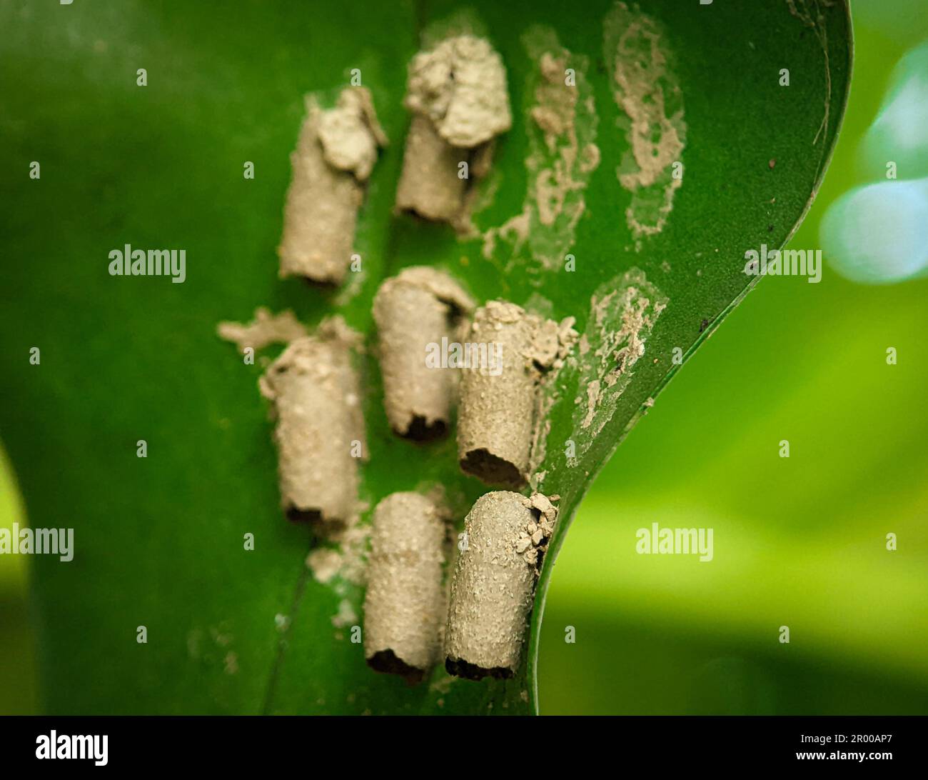 Closeup insect nests made of soil attached to green leaves Stock Photo ...