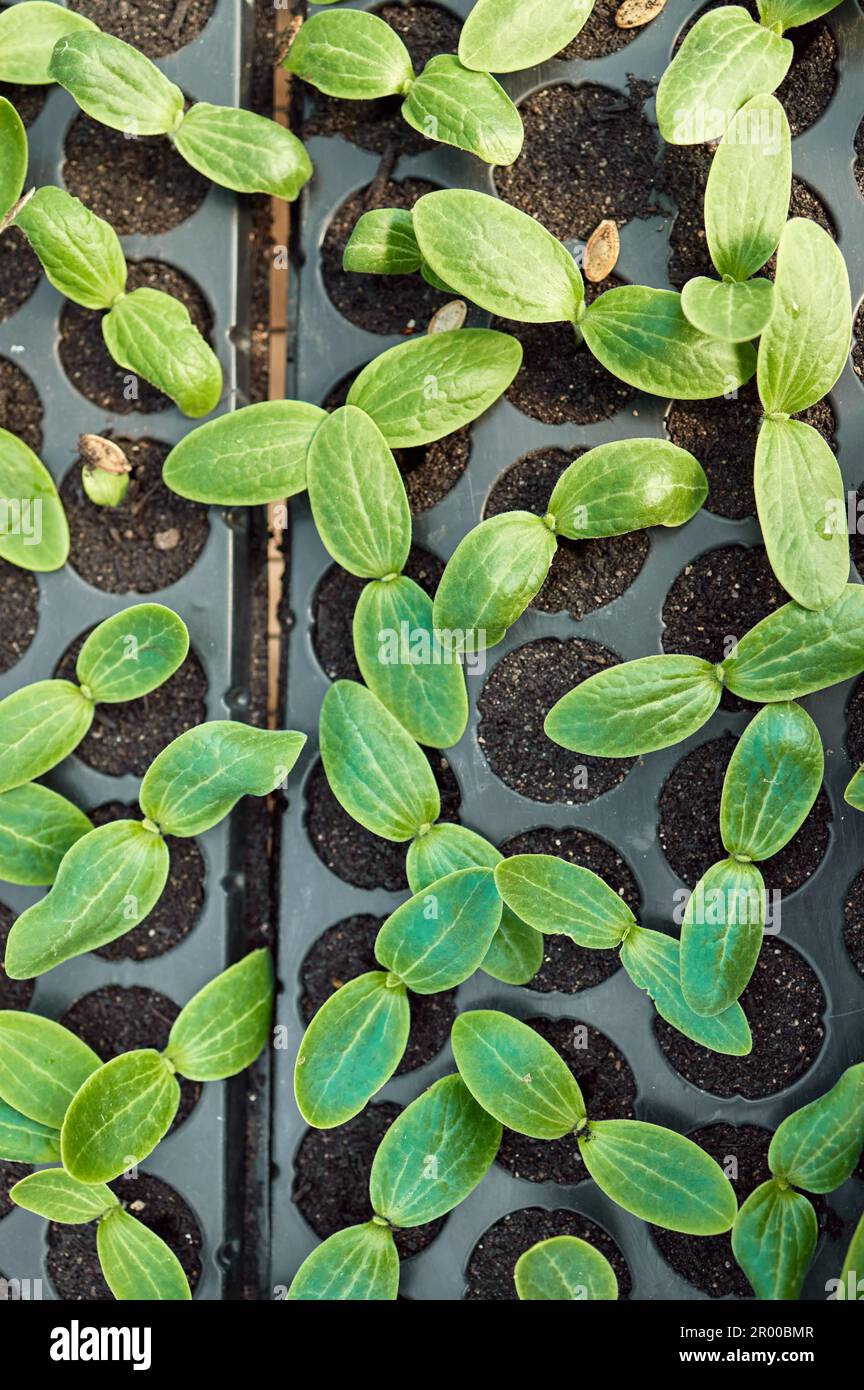 Closeup of plants in plant bed. Agriculture used to conserve nature ...