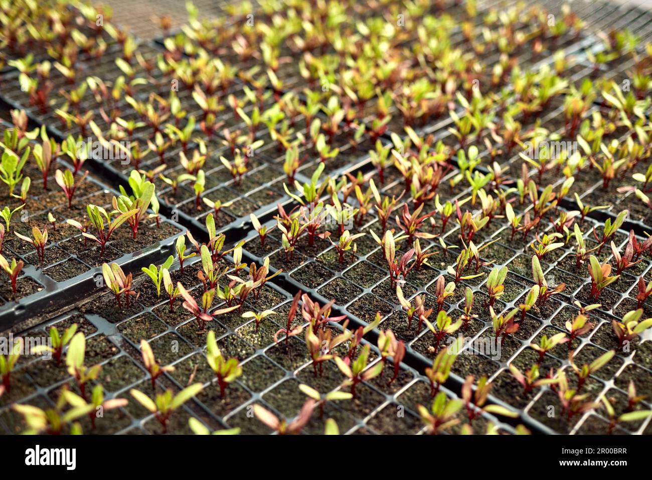 individually planted plants from above. Plants growing out of soil on a ...