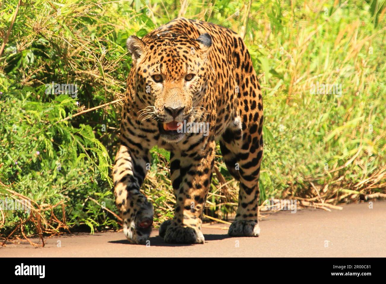 Jaguar, yaguar, yaguareté. Argentina Stock Photo - Alamy