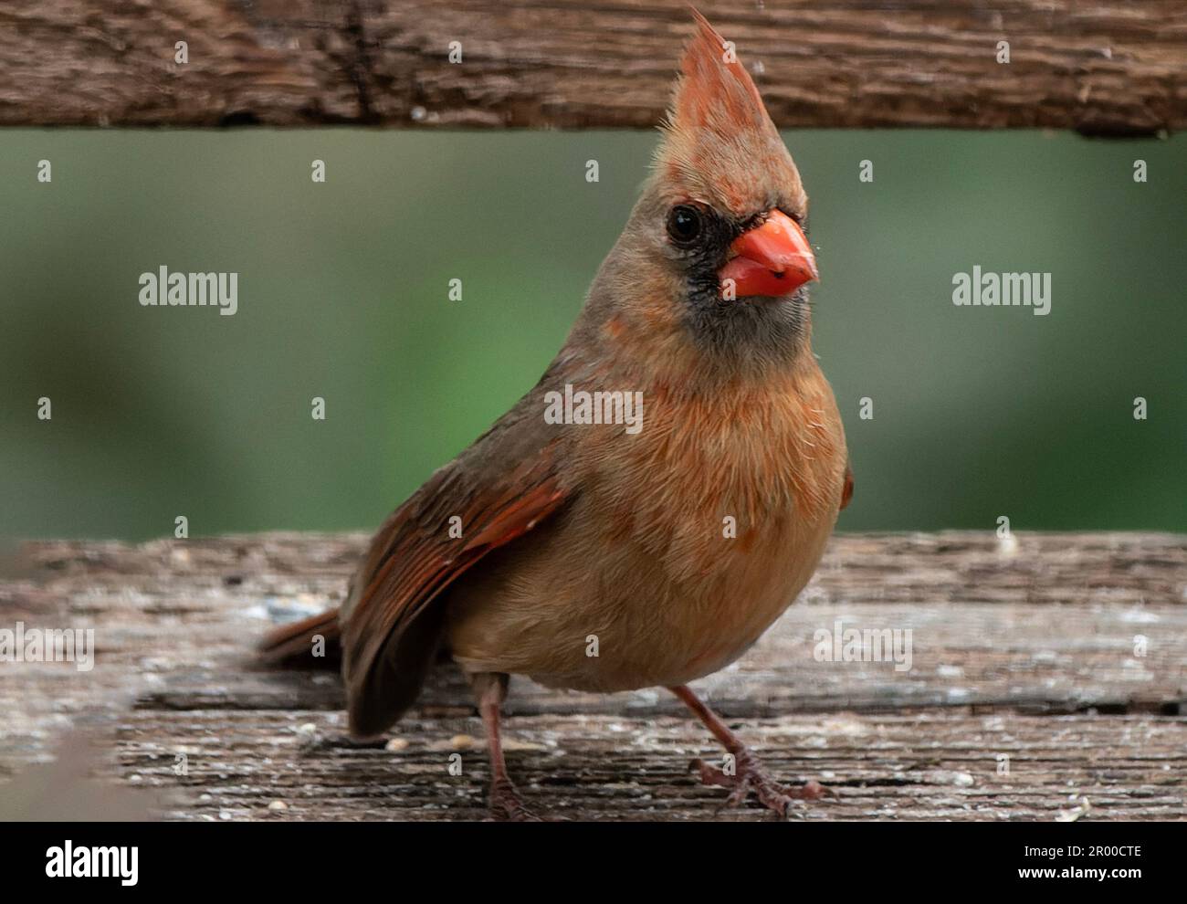 A Northern Cardinal walks along the deck Stock Photo - Alamy