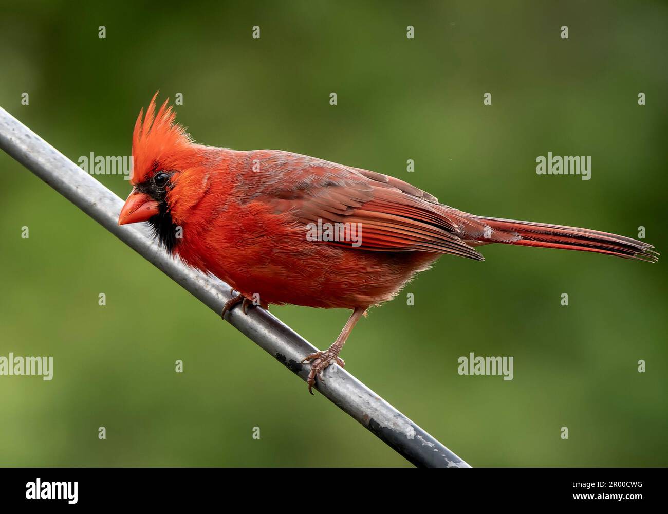 A Northern Cardinal on a high perch Stock Photo - Alamy