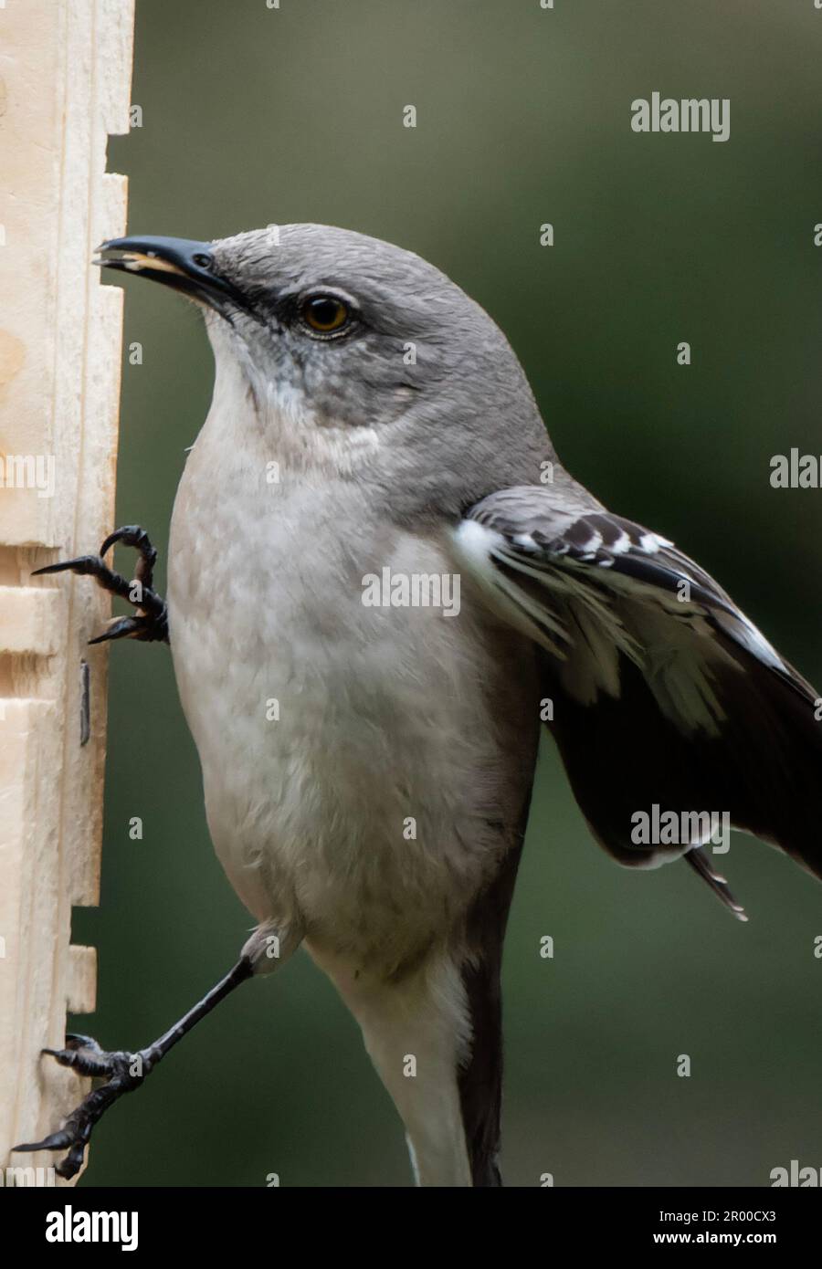 Garden bird peanut butter feeder hi-res stock photography and images ...