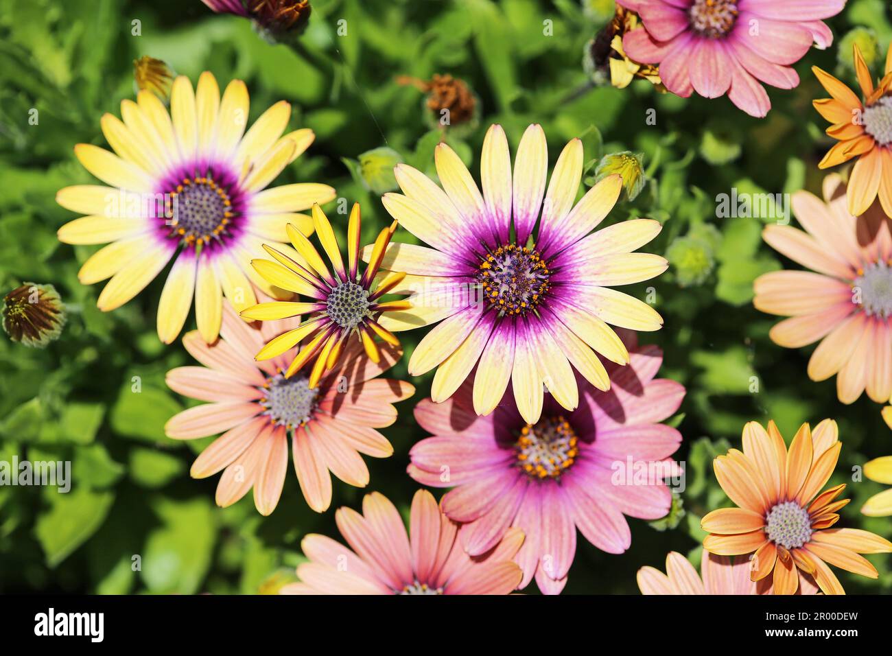 Colorful african daisy flowers Stock Photo - Alamy