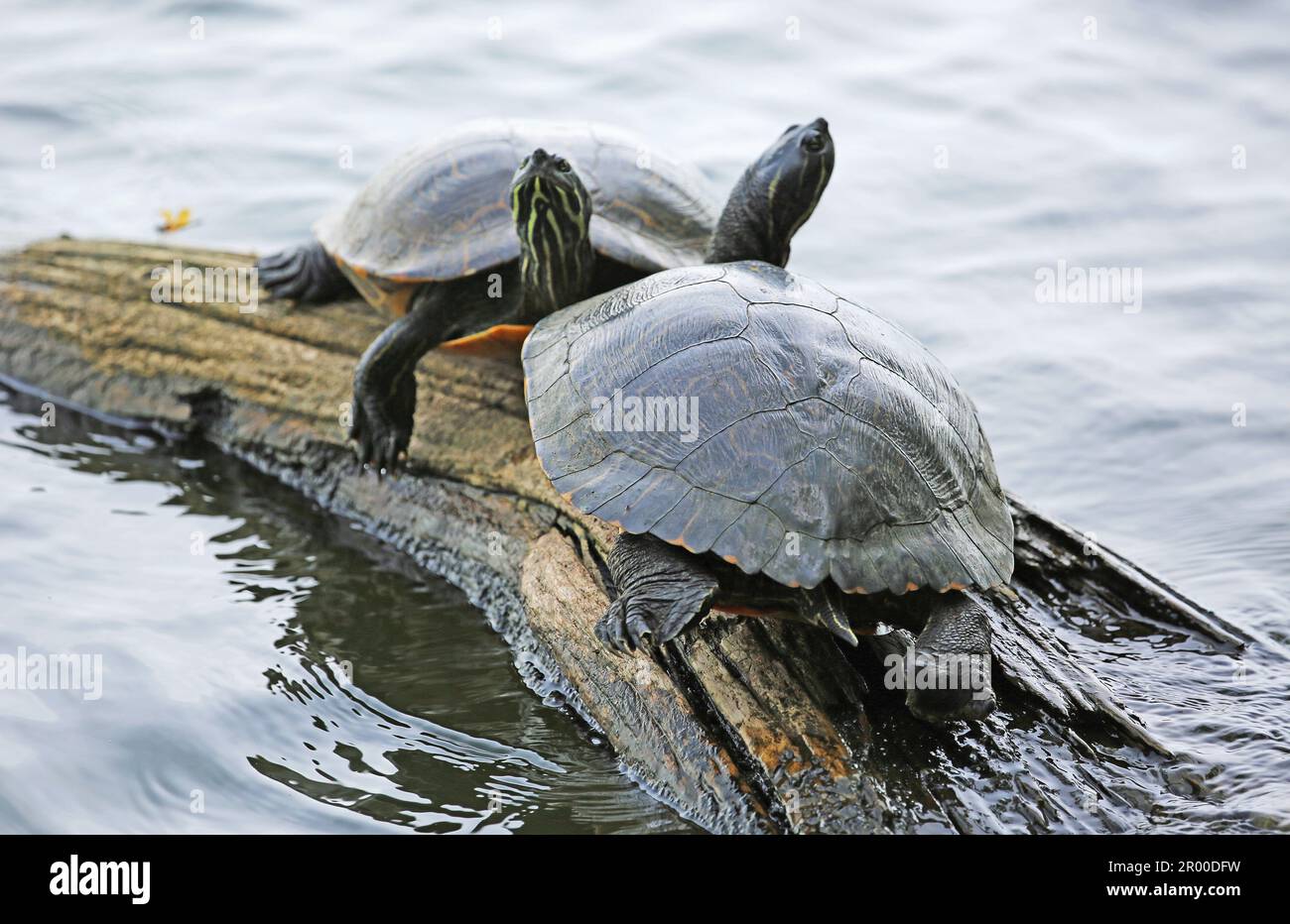 Mud turtle hi-res stock photography and images - Alamy